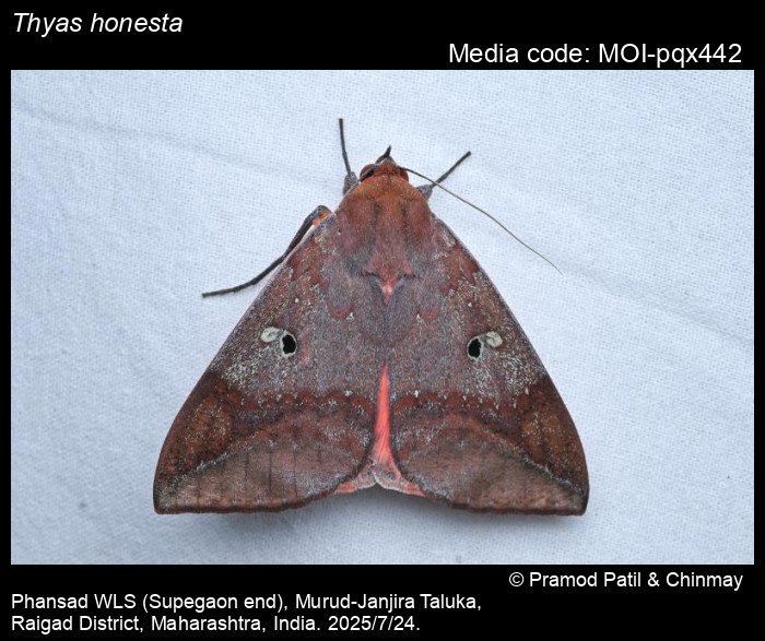 Thyas honesta | Moths